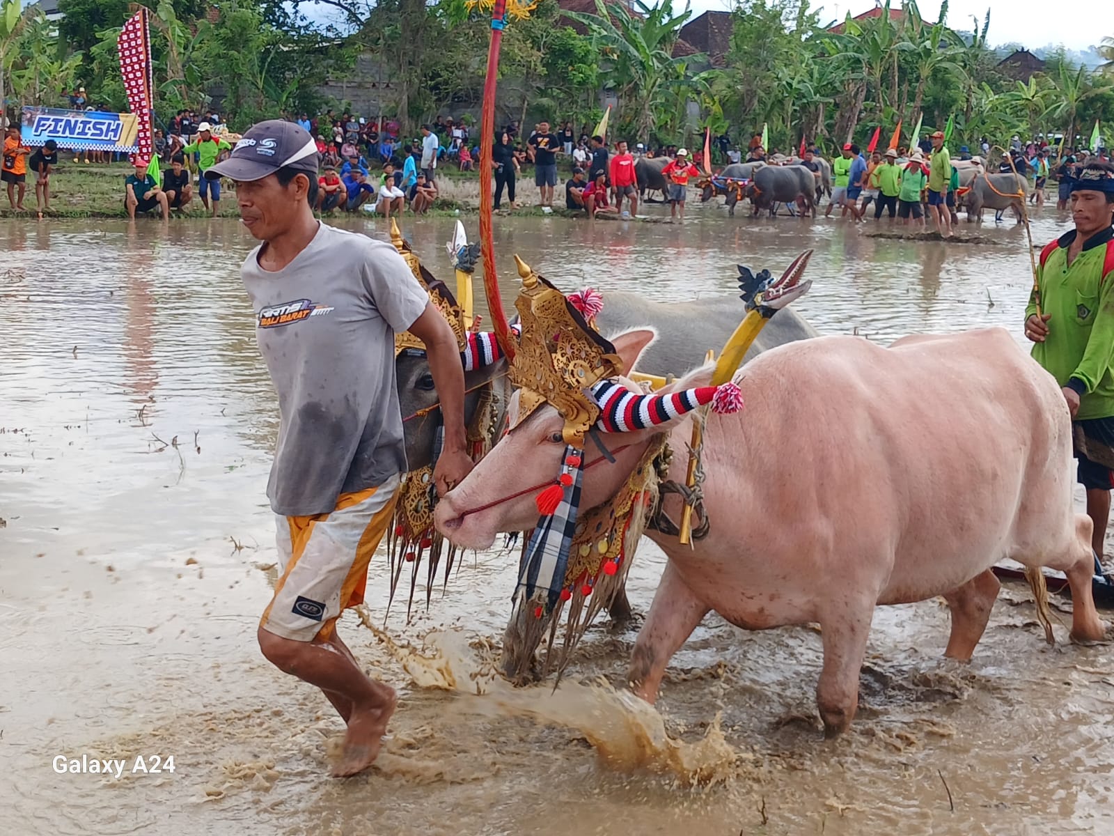 Makepung races – Rundung #Megae