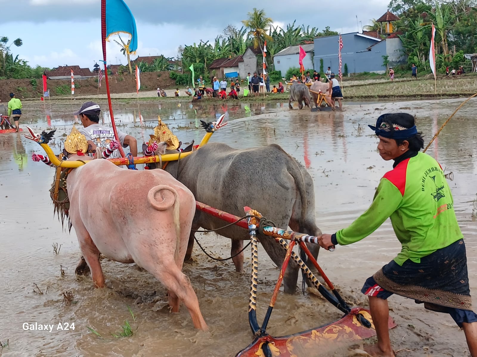 Makepung races – Rundung #Megae