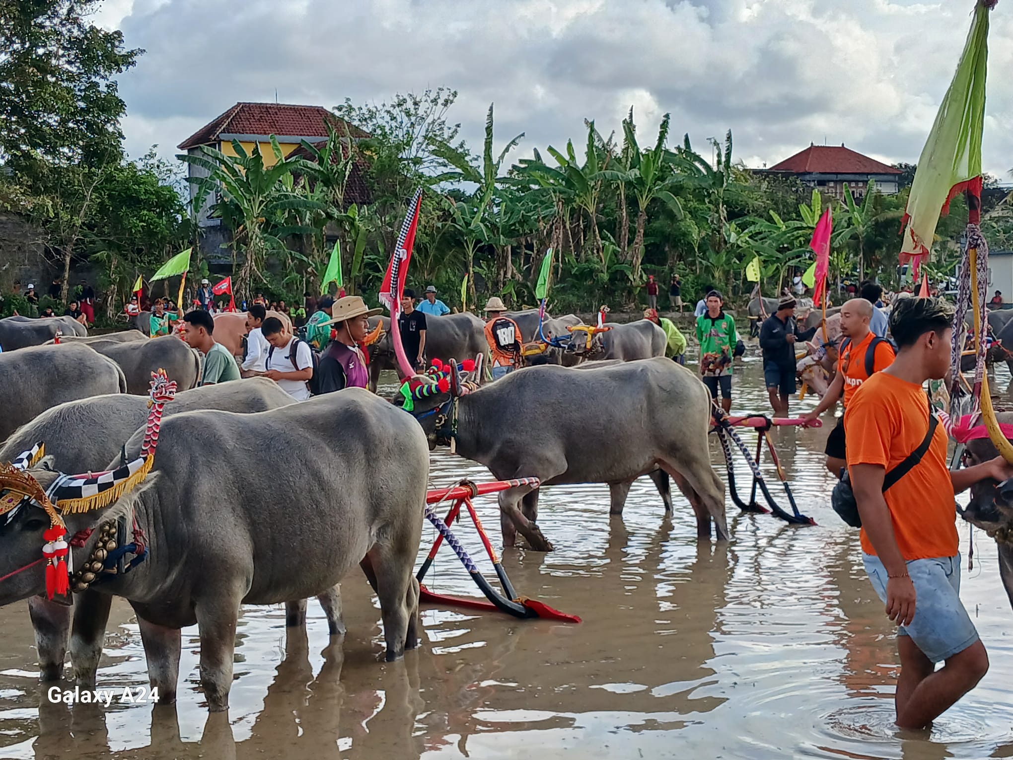 Makepung races – Rundung #Megae